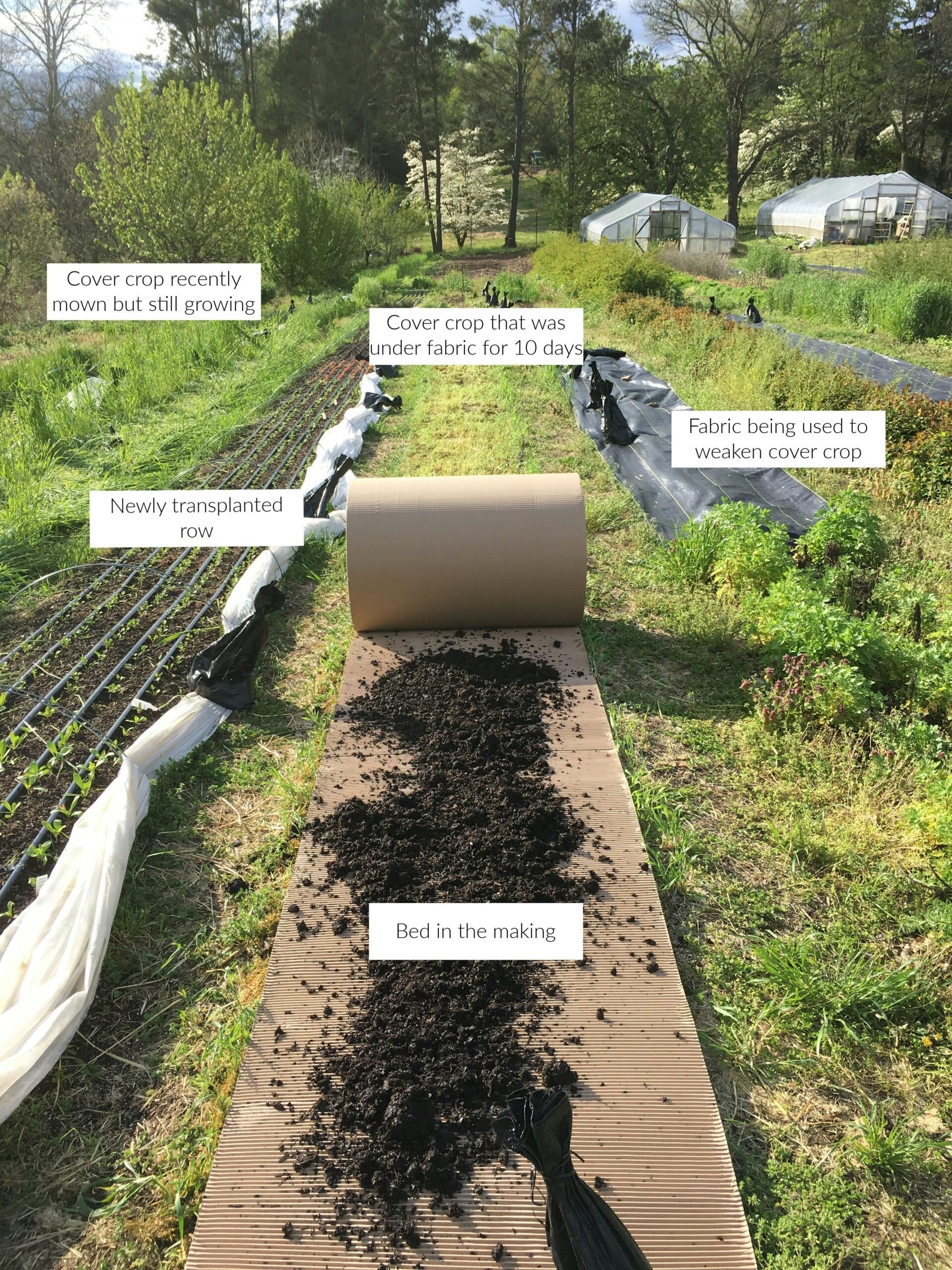 No-Till Flower Bed Preparation Using Cardboard and Mulch | GardenForums ...